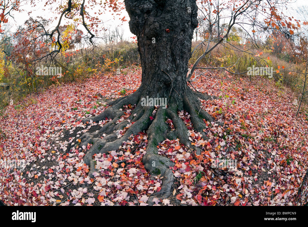 Large maple tree hi-res stock photography and images - Alamy