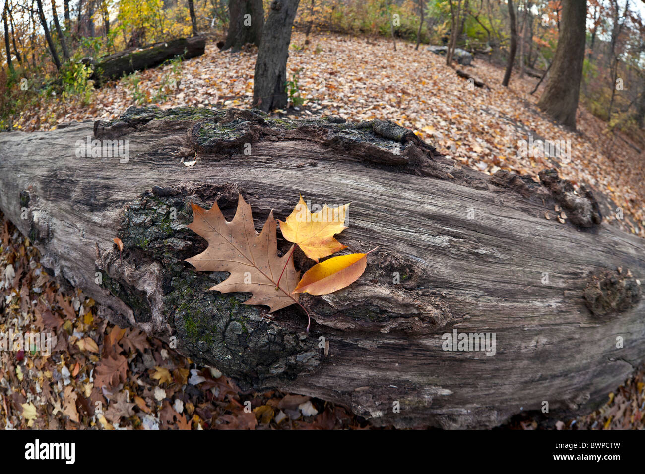 Single log hi-res stock photography and images - Alamy
