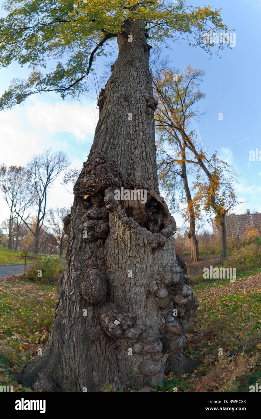 Old elm tree hi-res stock photography and images - Alamy