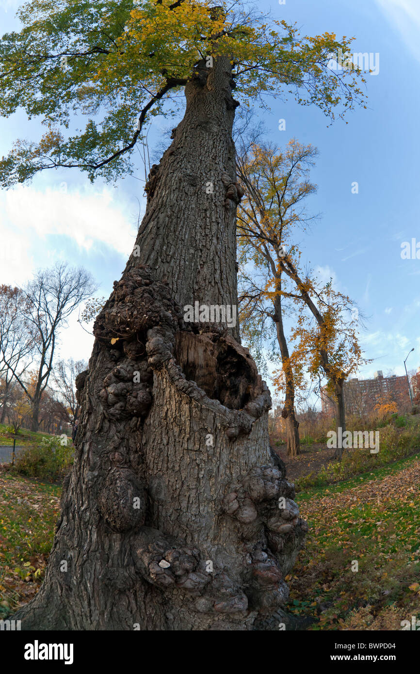 Large old elm tree looking up from the trunk towards the sky Stock ...