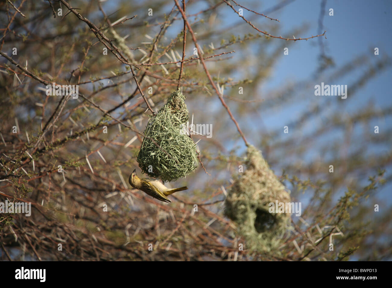 Namibia Africa Weaver bird Ploceidae Okonjima Summer 2007 Africa bird ...