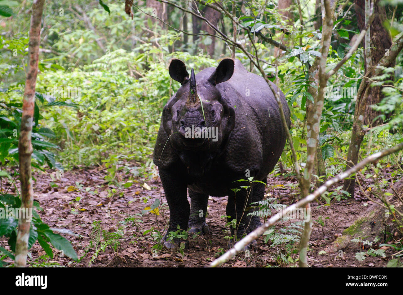 One-horned Asian Rhino, Chitwan National Park, Nepal Stock Photo - Alamy