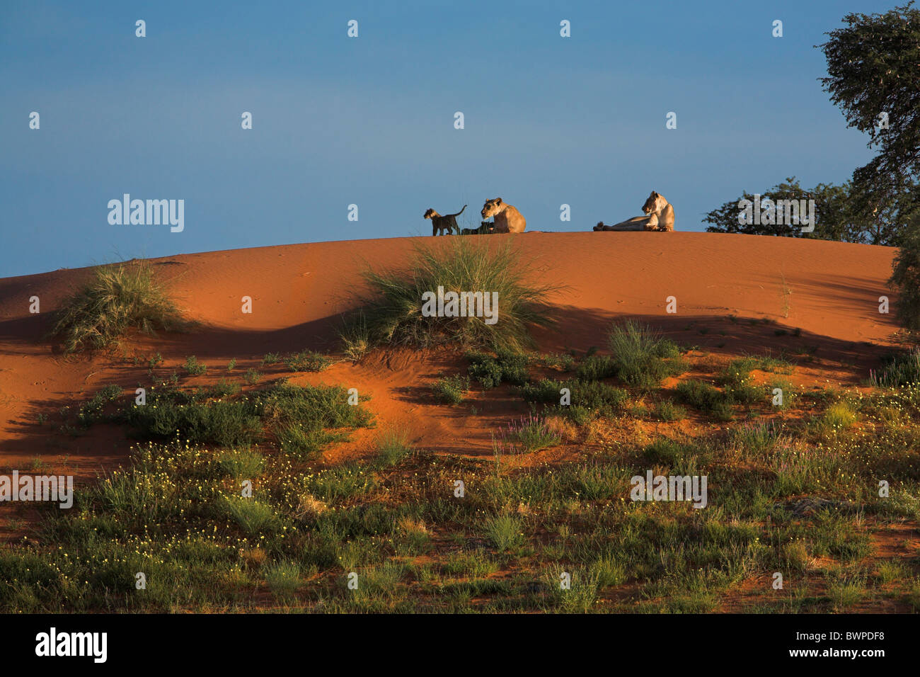 Lion family on sand dune, Panthera leo, Kgalagadi Transfrontier Park ...