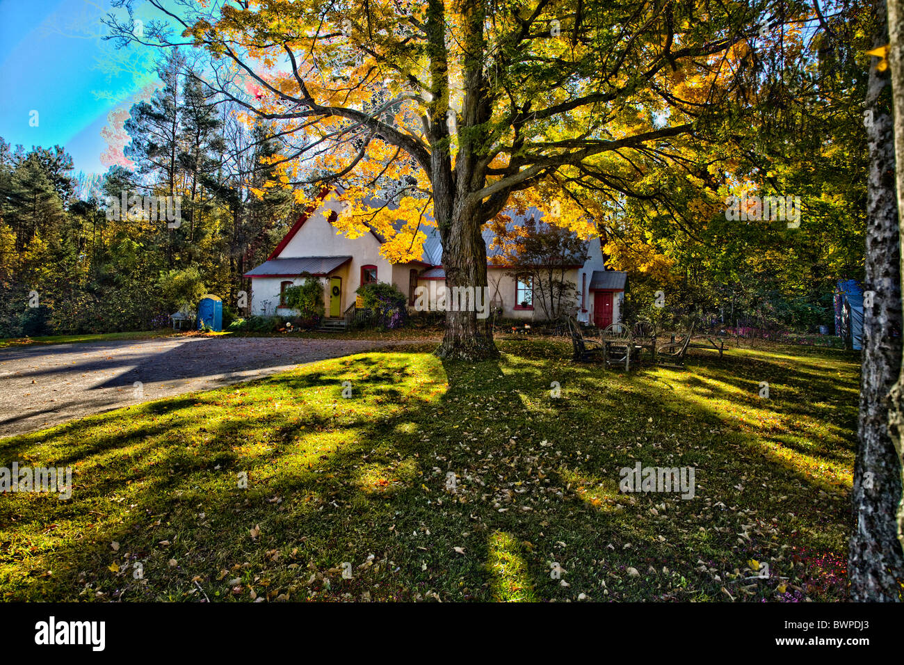Photographed maple tree in hi-res stock photography and images - Alamy