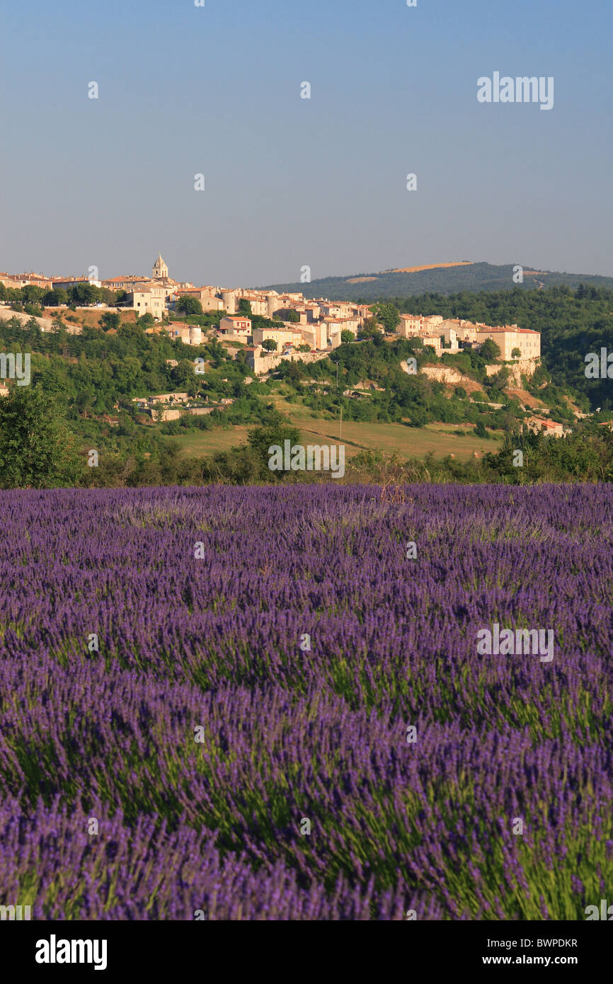 Lavender France Europe Provence Sault Village Lavandula angustifolia ...