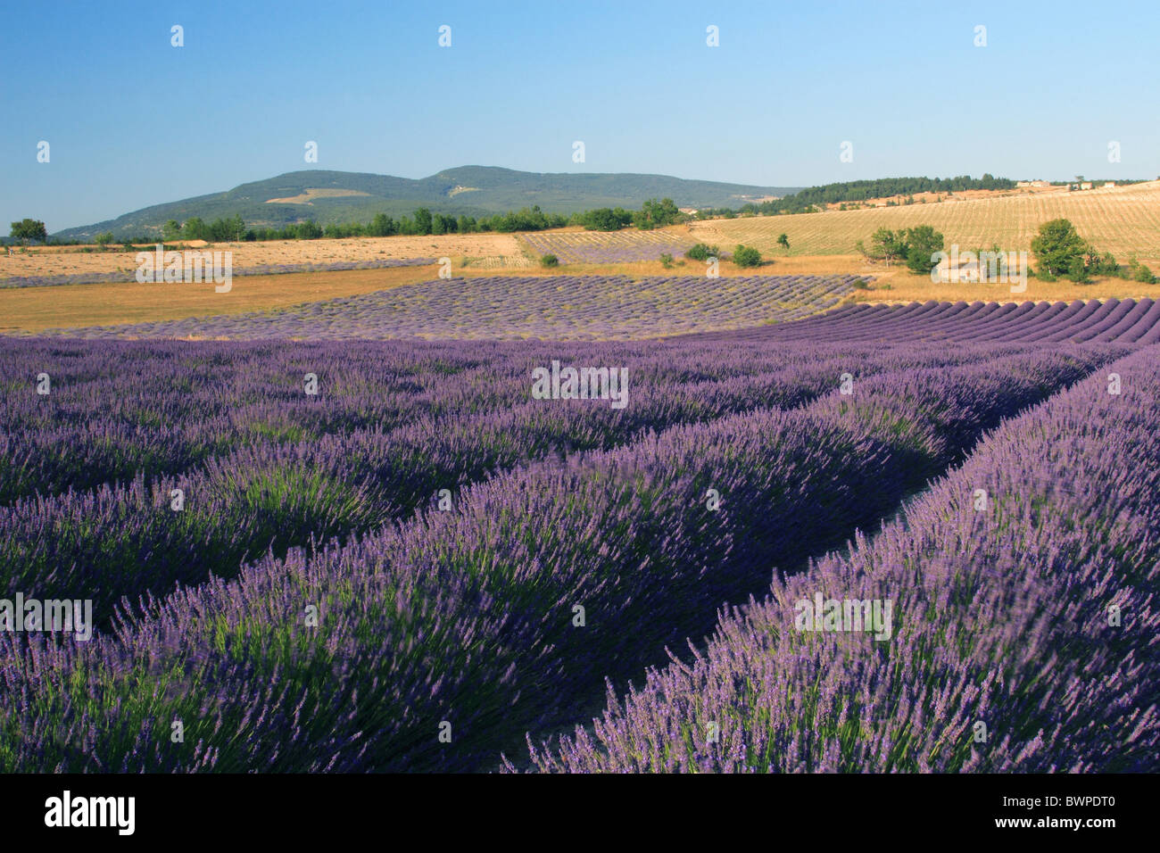 Lavender France Europe Provence Lavandula angustifolia Vaucluse ...