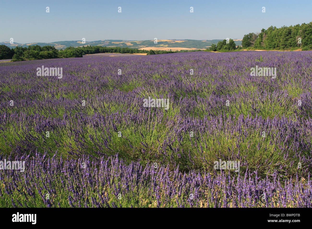 Lavender France Europe Provence Lavandula angustifolia Vaucluse ...