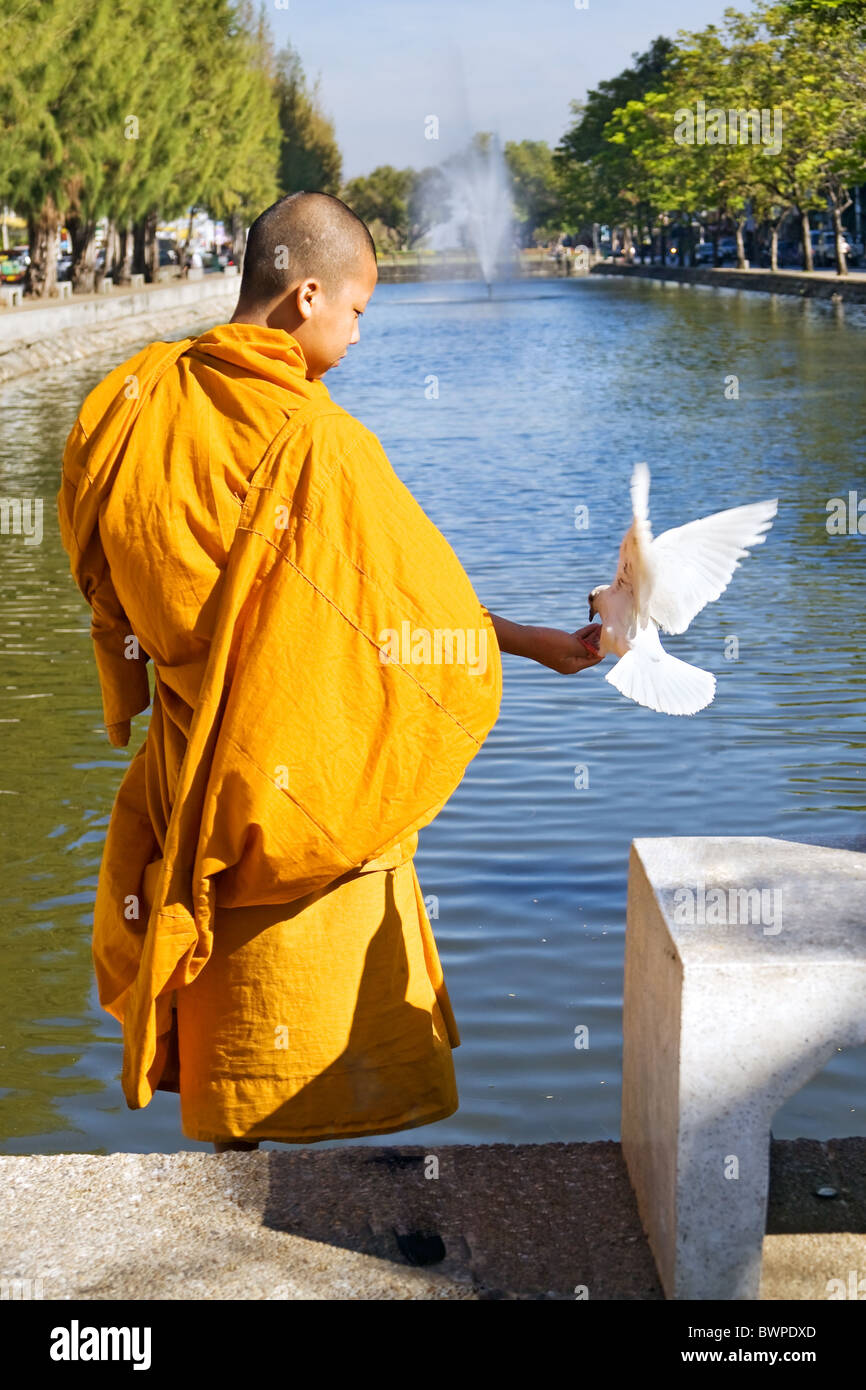 Buddhist monk with a white dove Stock Photo - Alamy