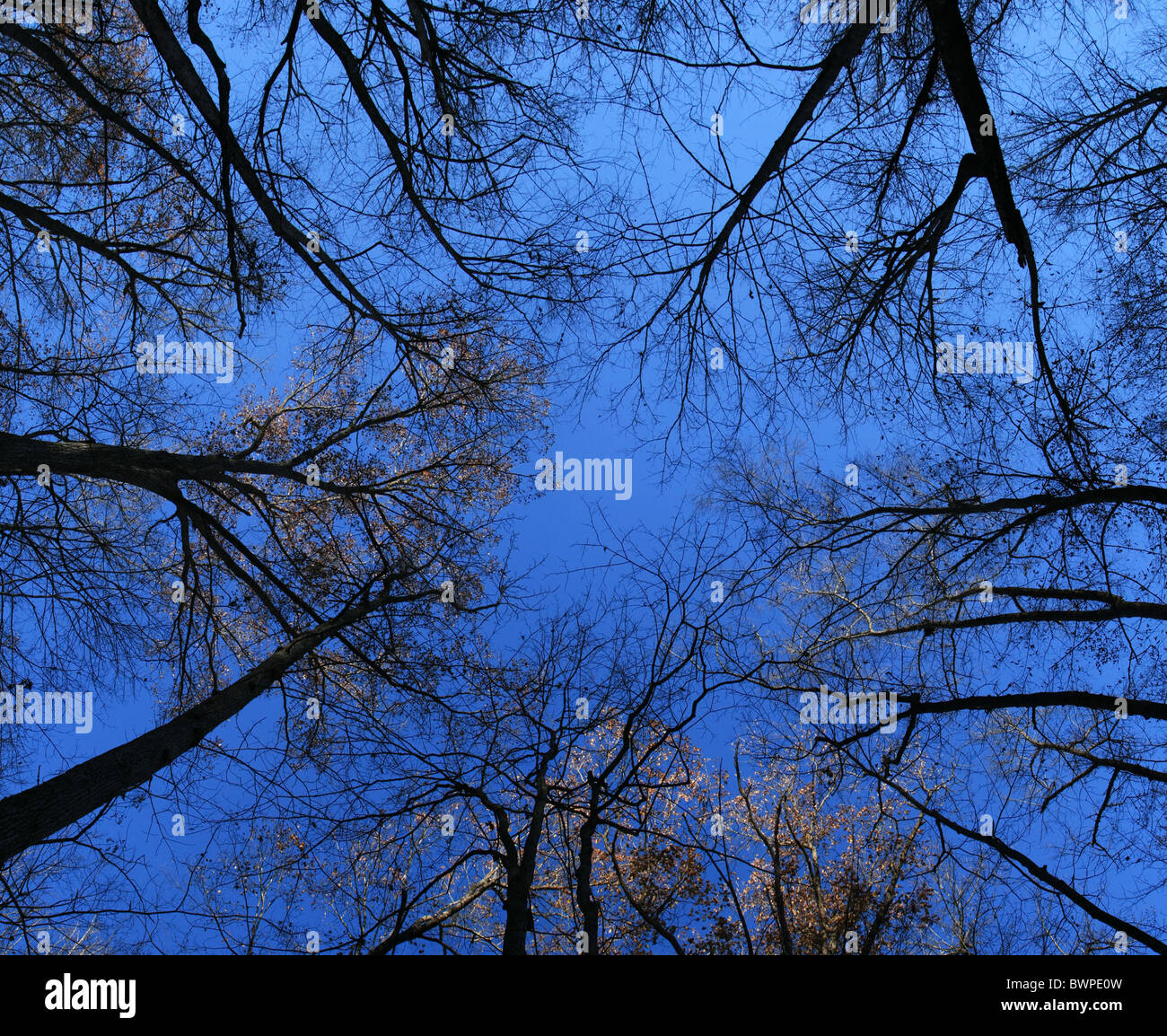 Tree tops hi-res stock photography and images - Alamy