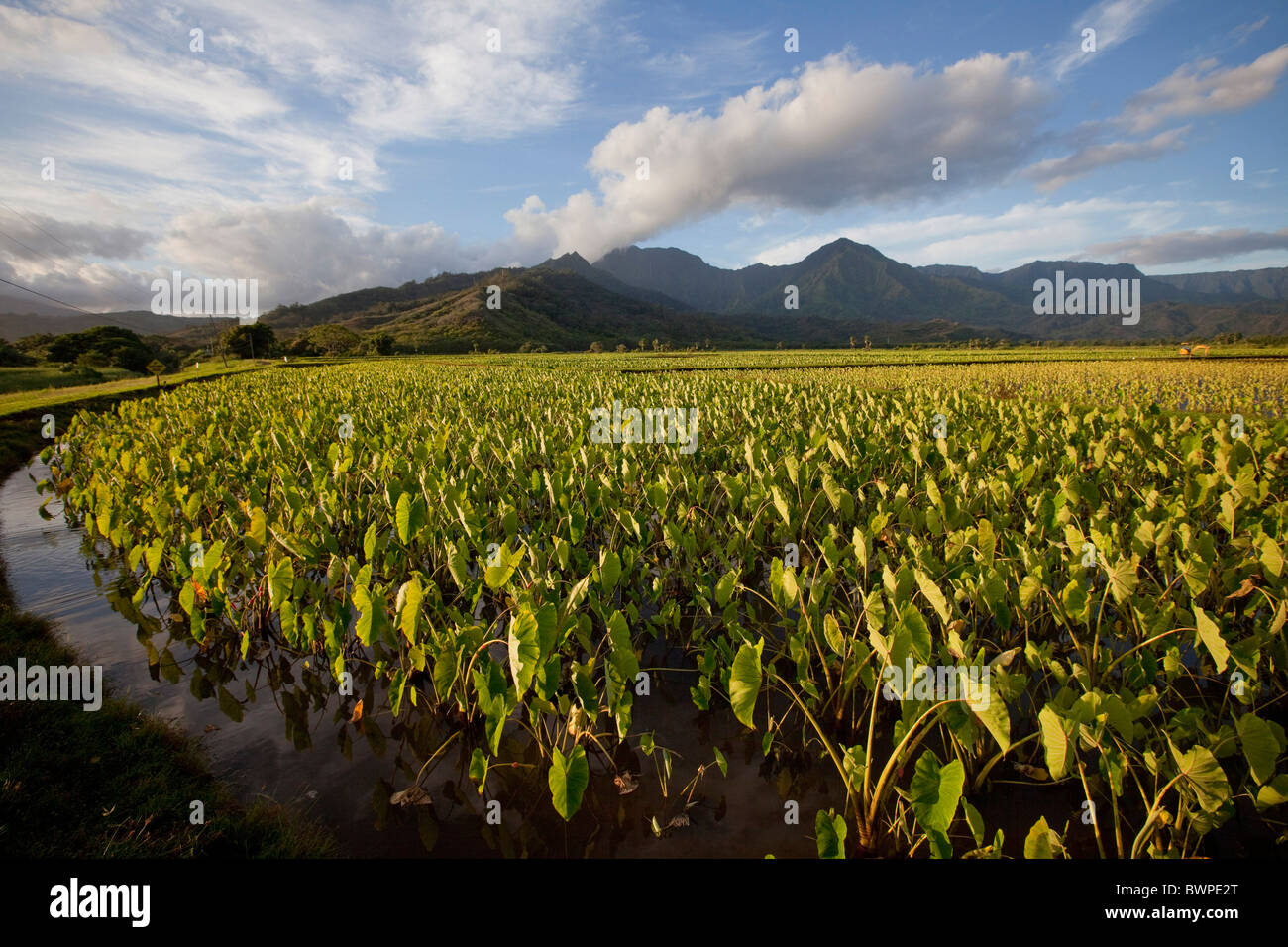 Taro field hawaii hi-res stock photography and images - Alamy