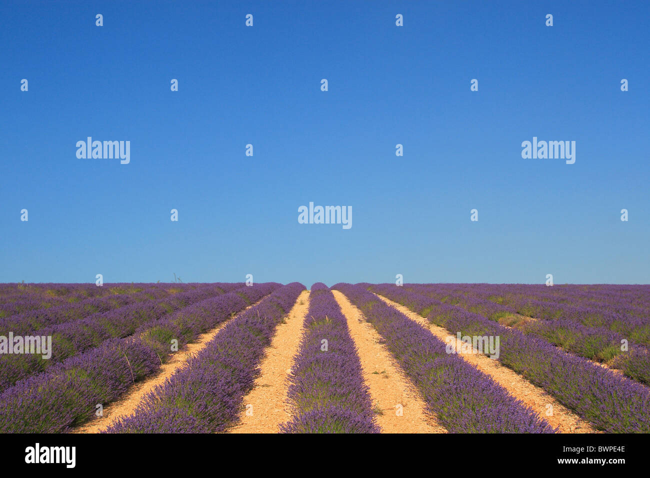 Lavender France Europe Provence Lavandula angustifolia Vaucluse ...