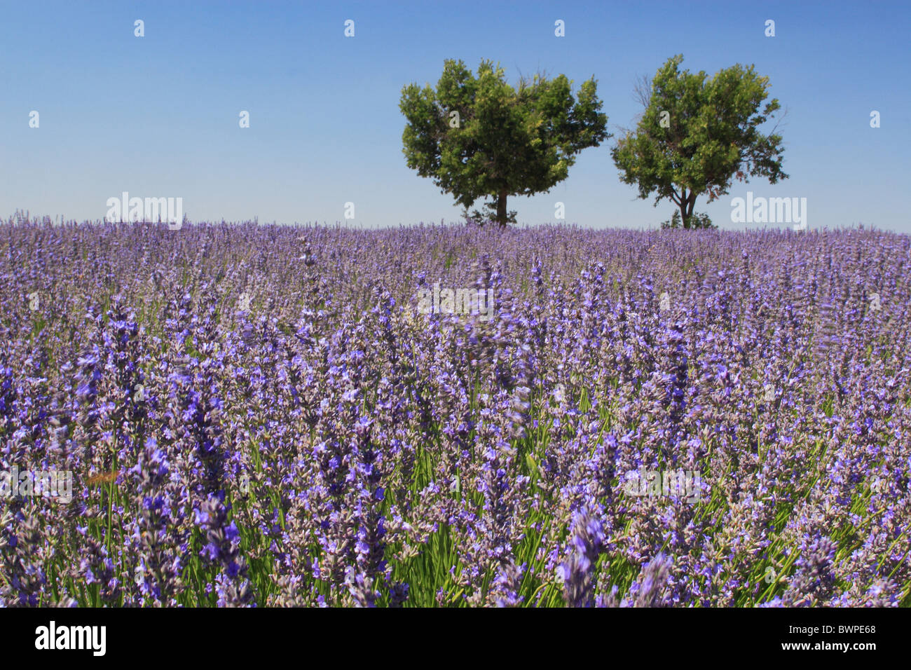 Lavender France Europe Provence Lavandula angustifolia Vaucluse ...