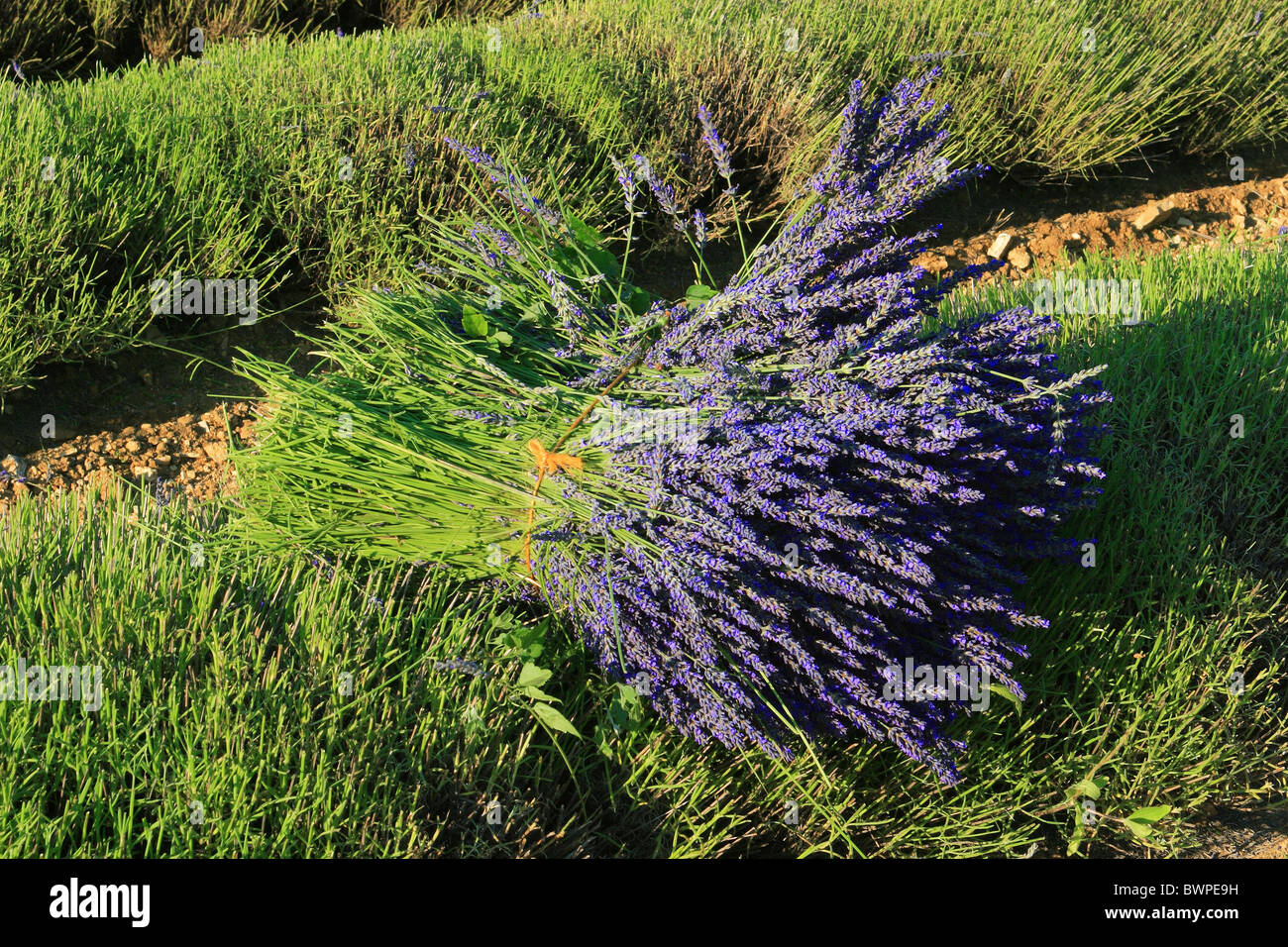 Lavender harvest France Europe Provence Sault Village Lavandula ...