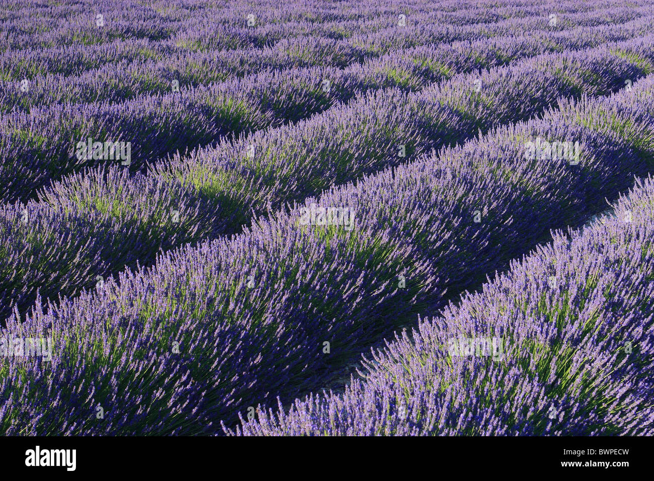 Lavender France Europe Provence Lavandula angustifolia Vaucluse ...