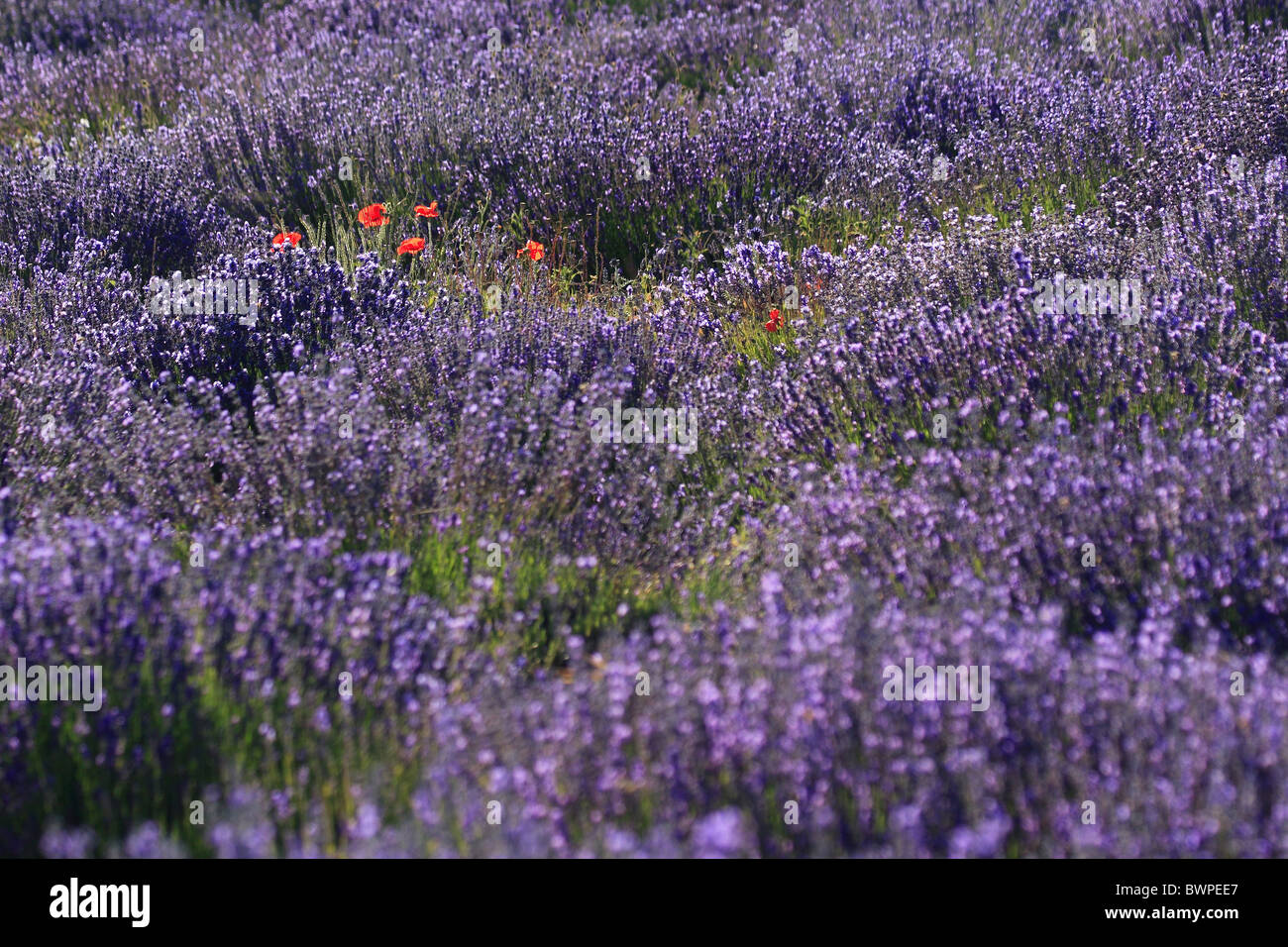 Lavender France Europe Provence Lavandula angustifolia Vaucluse ...