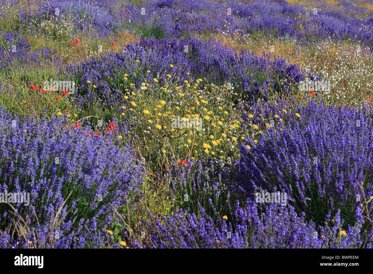Lavender France Europe Provence Lavandula angustifolia Vaucluse ...