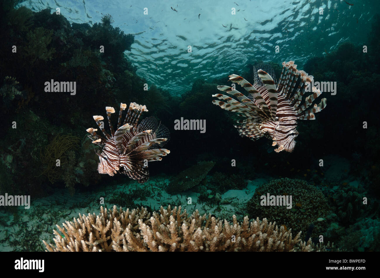Pair of Lionfish Stock Photo - Alamy