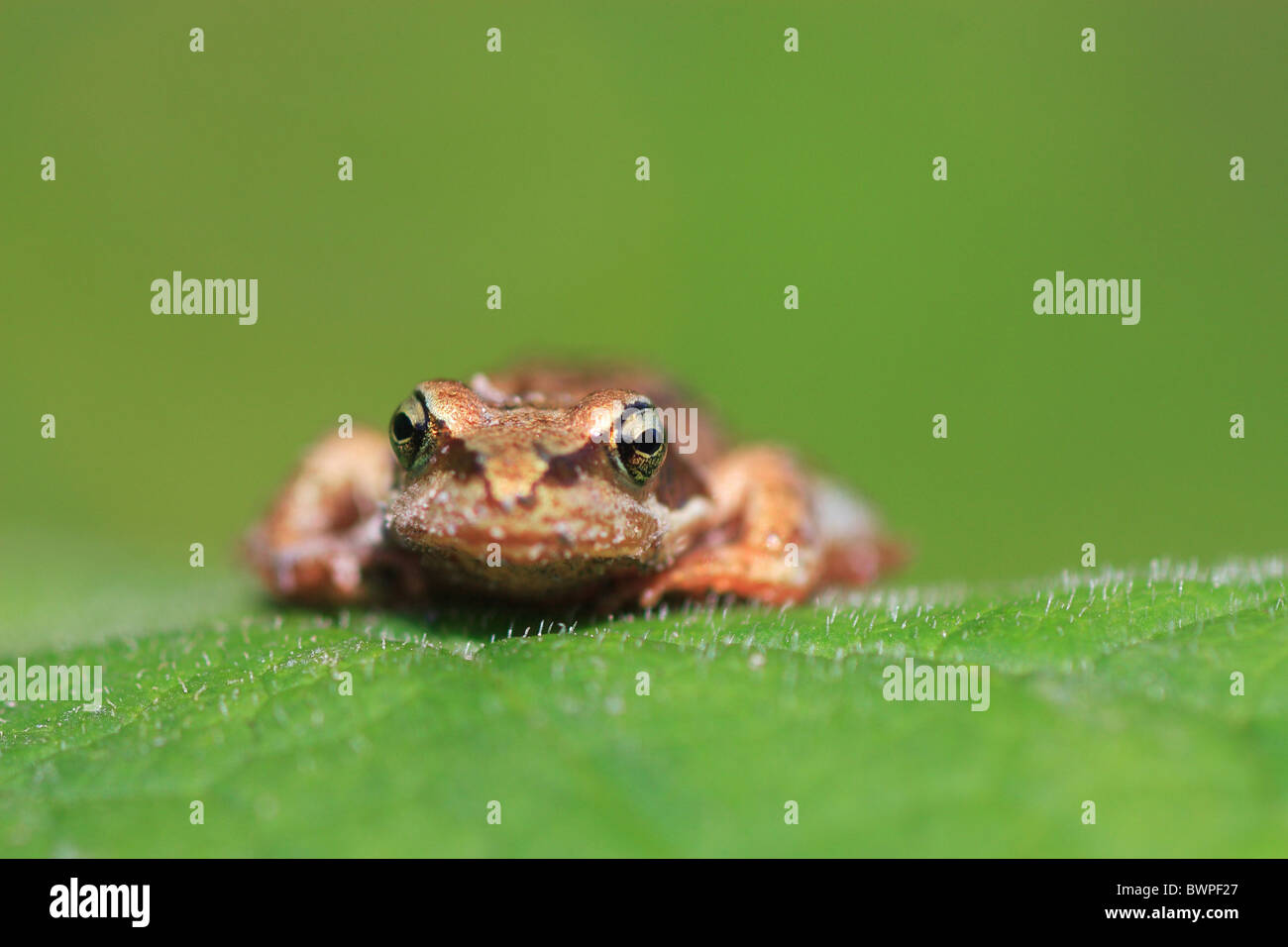 Common Frog Rana temporaria Young frog on leaf Animal Amphibian ...