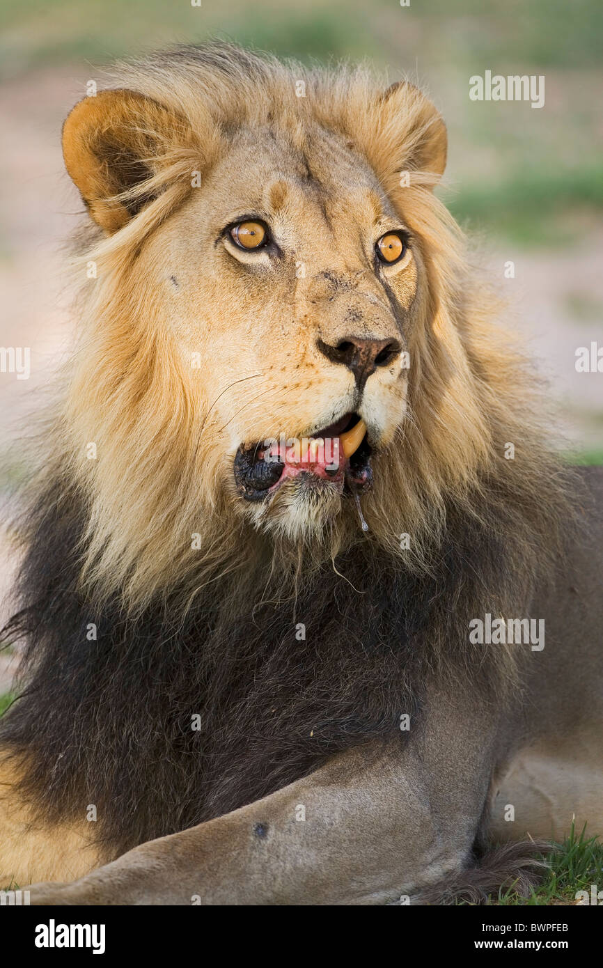 Loewe lion Panthera leo Stock Photo - Alamy