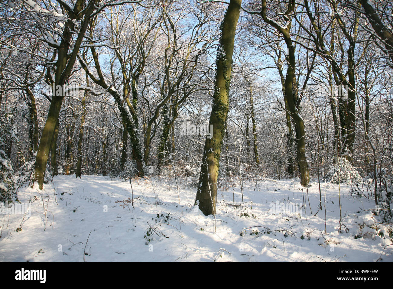 Snowy winter woodland Stock Photo - Alamy