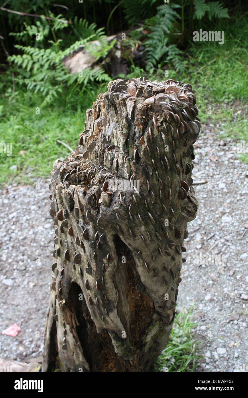 Tree stump and feature hi-res stock photography and images - Alamy