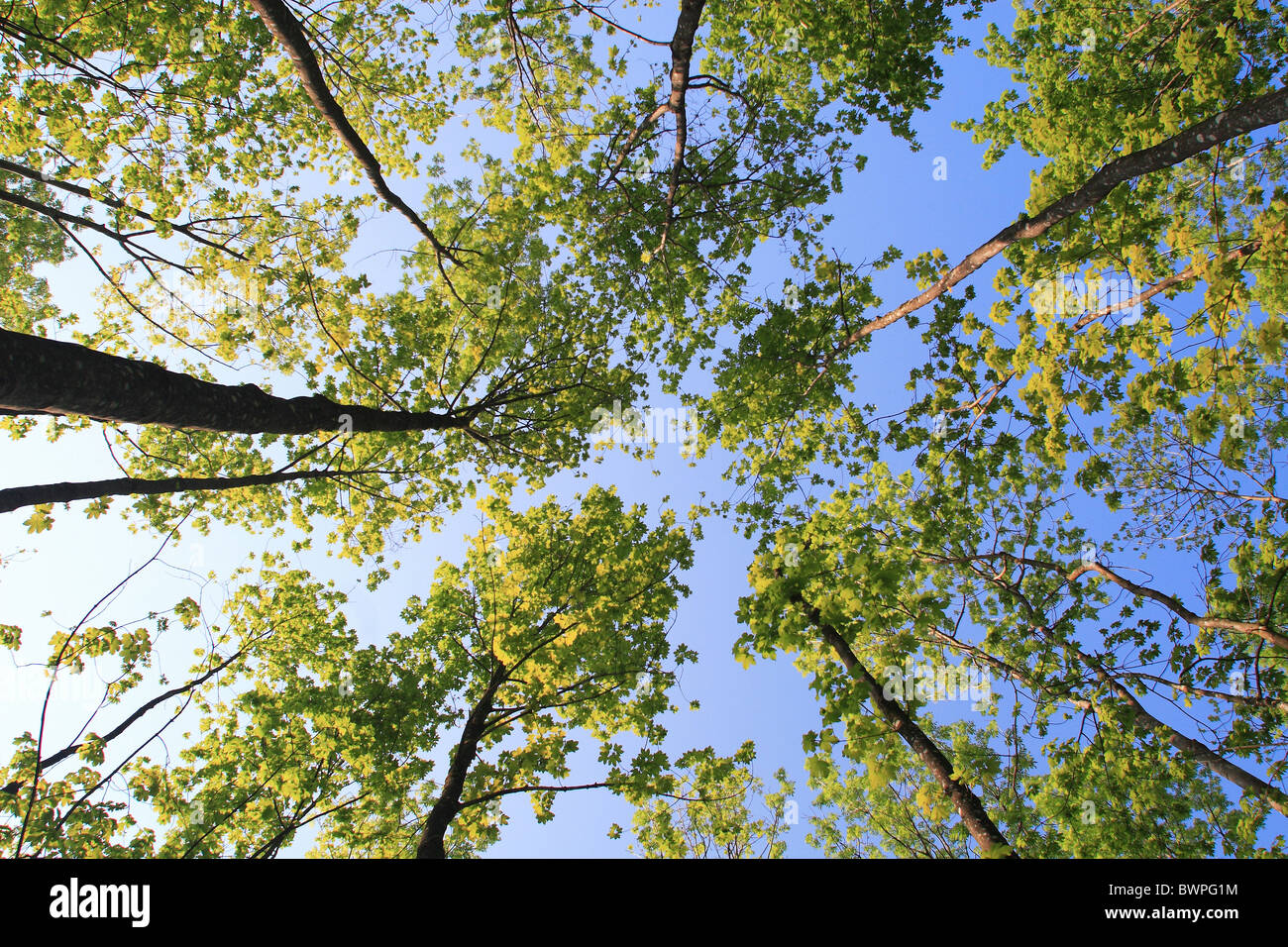Norway maple Acer platanoides Maple tree Trees deciduous forest ...