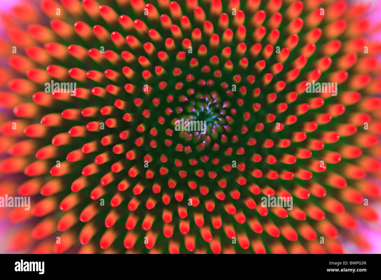 Purple Coneflower Echinacea purpurea Rubinstern Rubystar Spring ...