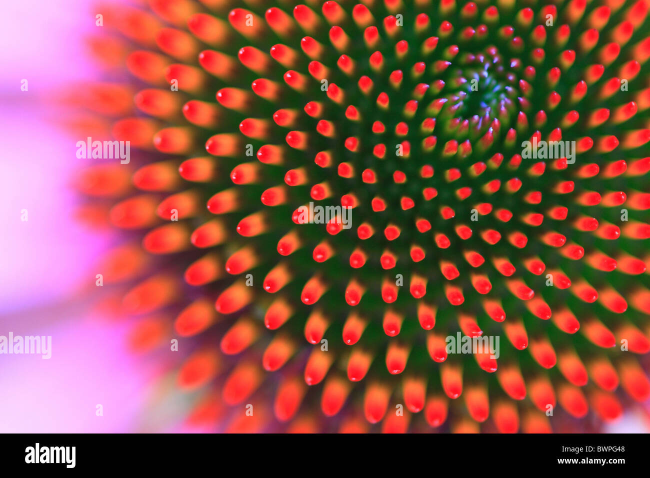 Purple Coneflower Echinacea purpurea Rubinstern Rubystar Spring ...