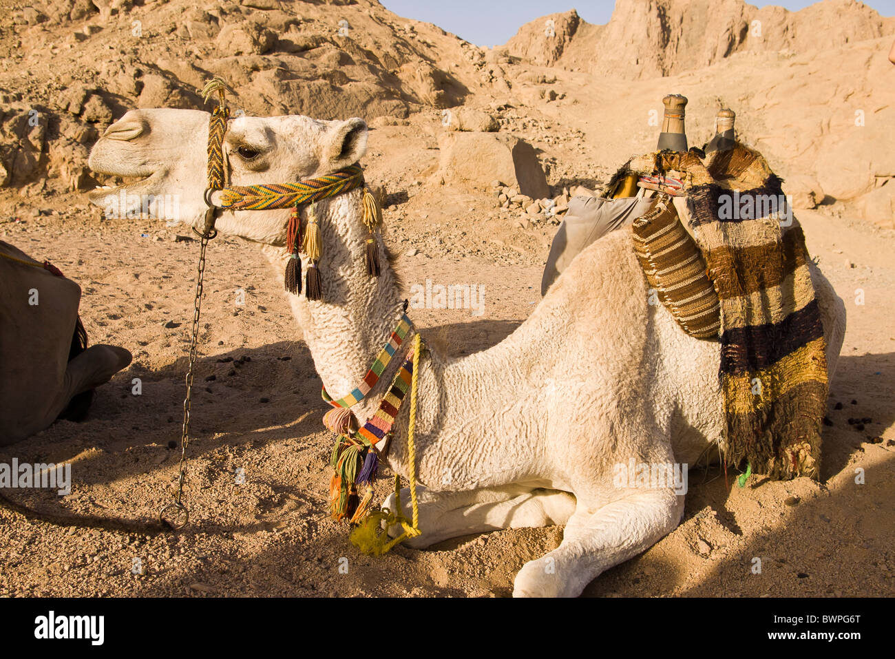 Afternoon camel hi-res stock photography and images - Alamy