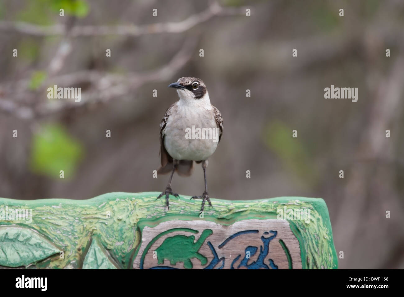 Galapagos Mockingbird (Mimus parvulus parvulus) on a sign Stock Photo ...