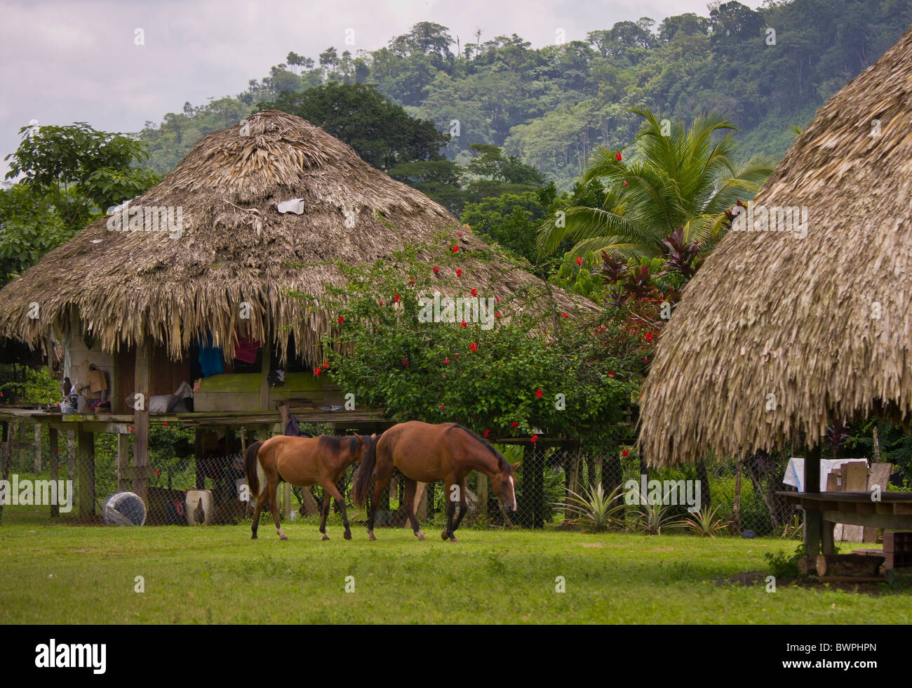 LAKE BAYANO, PANAMA - Huts and horses in Embera village, Comarca Kuna ...