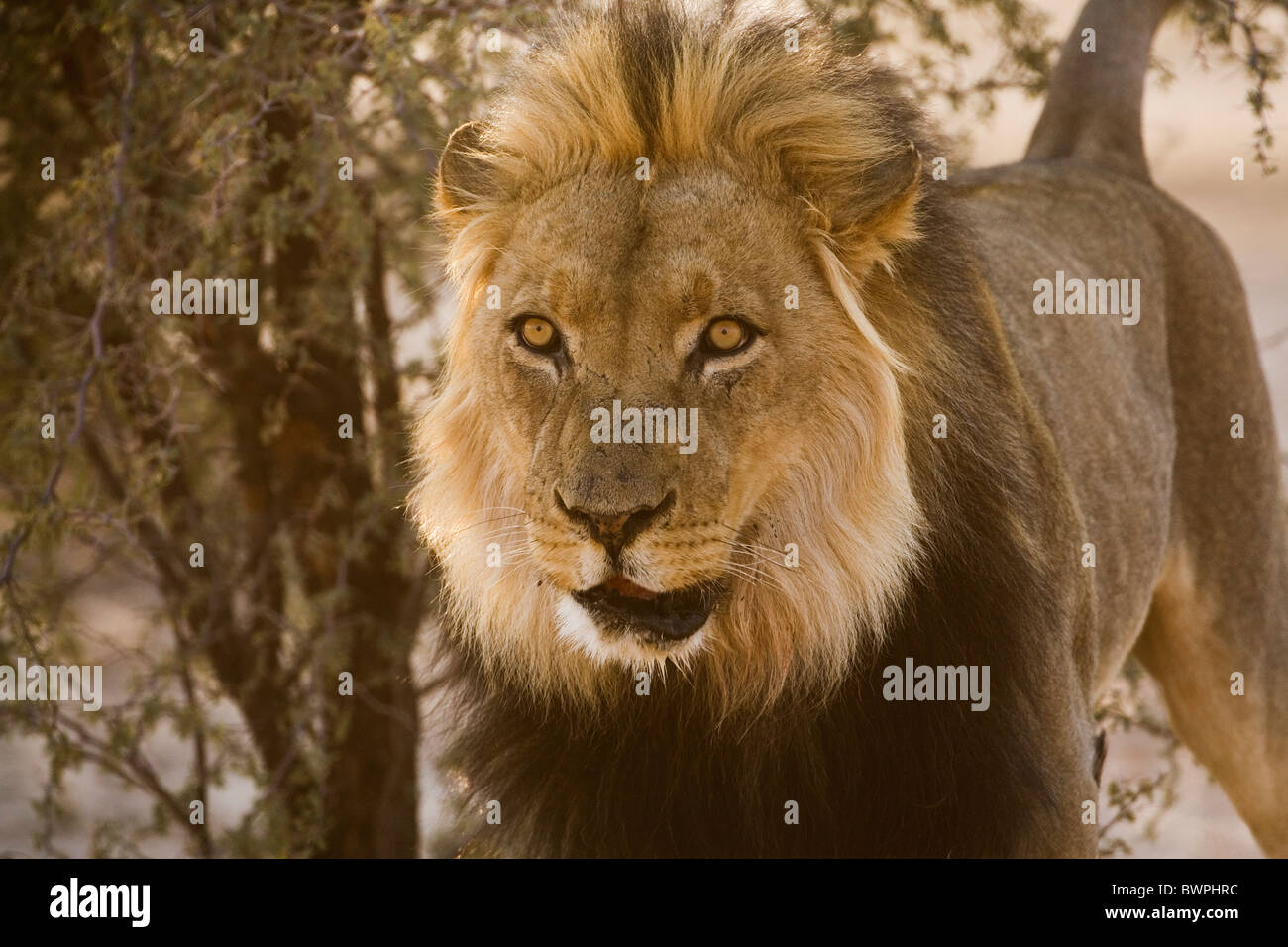 Loewe lion Panthera leo Stock Photo - Alamy