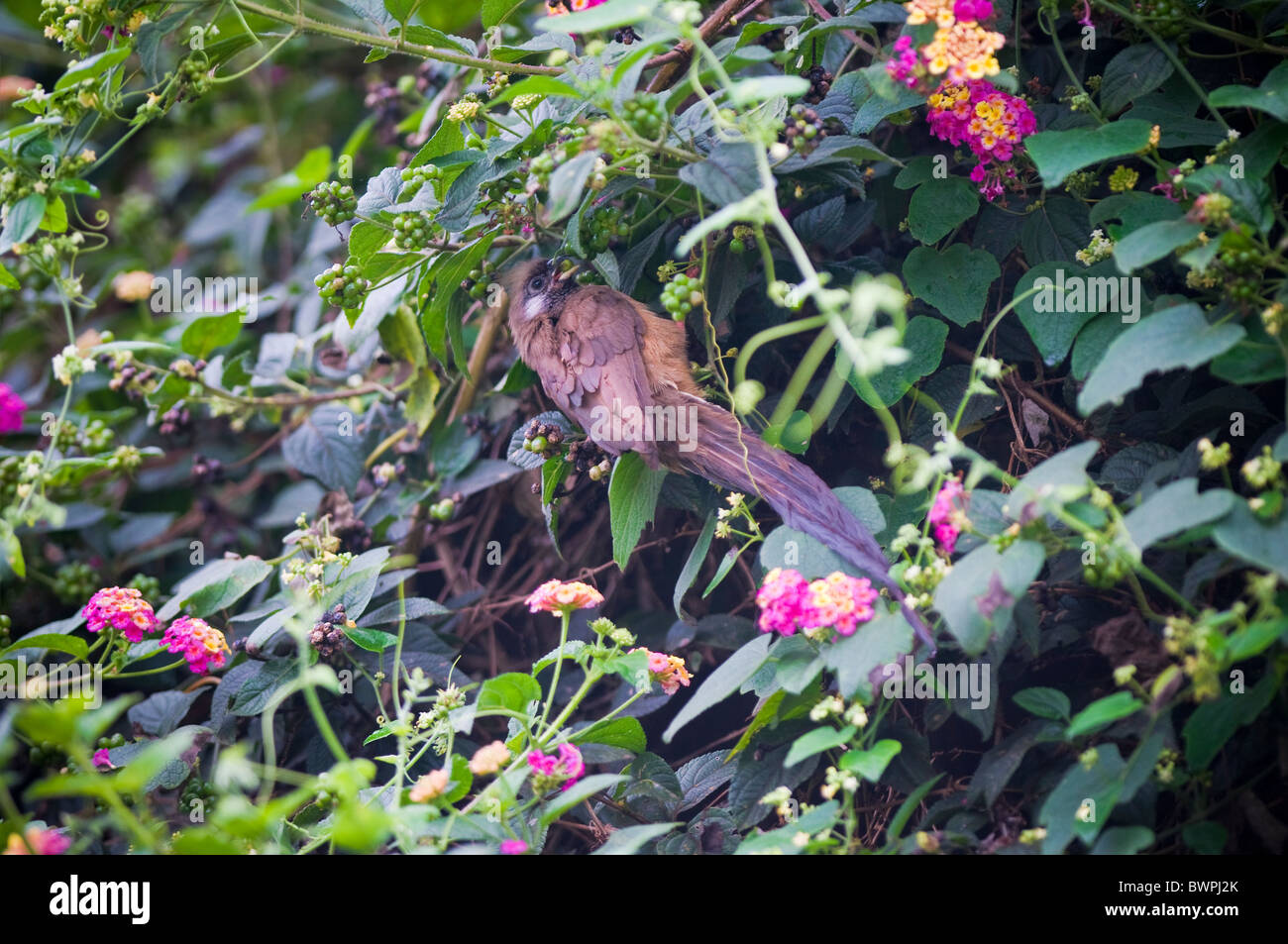 Speckled Mousebird (Colius striatus) eating berries in bush - Nyeri ...