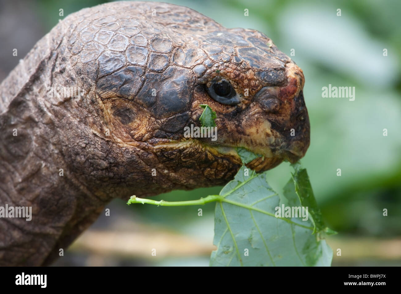Galapagos tortoise feeding zoo hi-res stock photography and images - Alamy