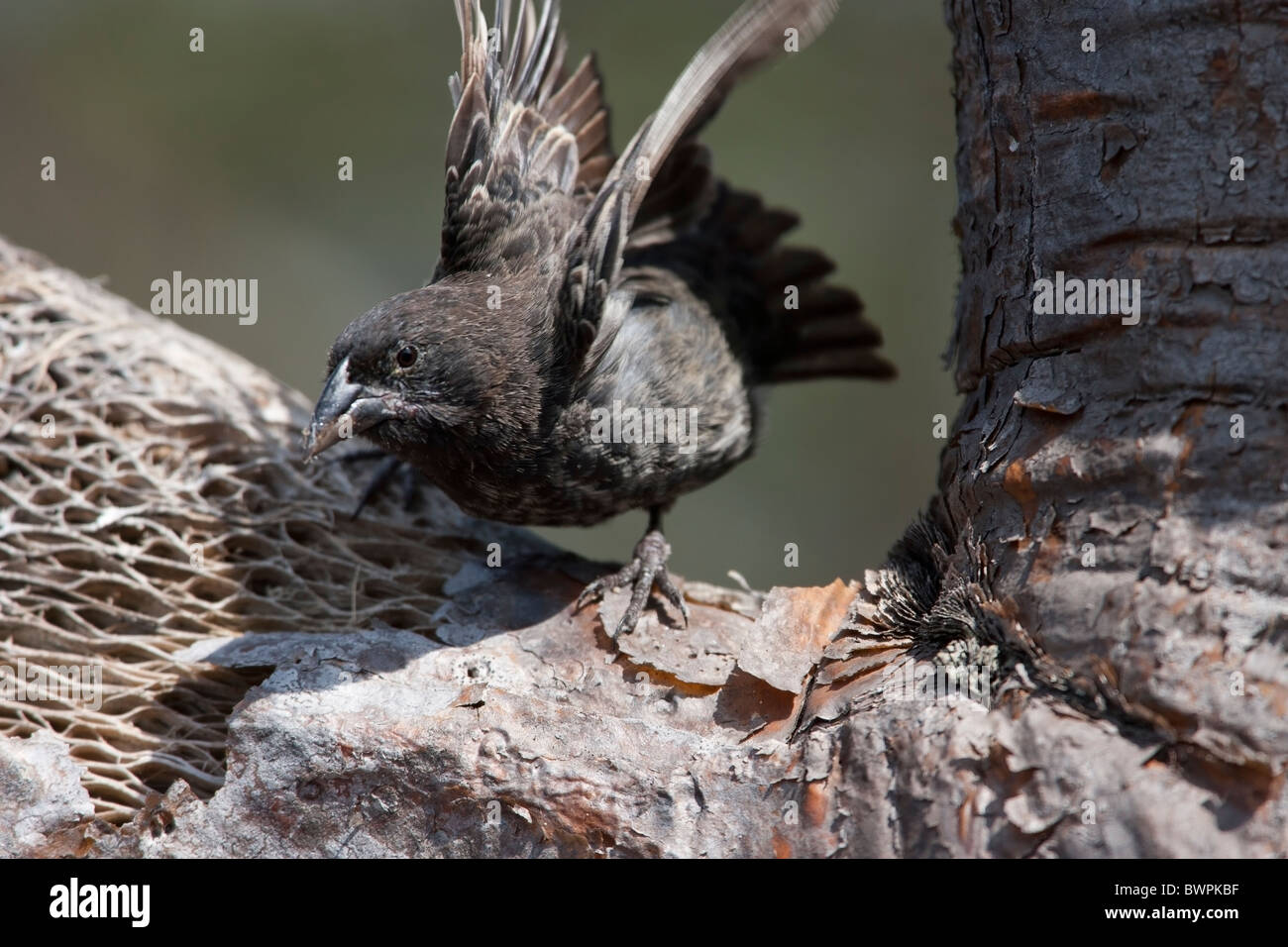 Common cactus finch hi-res stock photography and images - Alamy