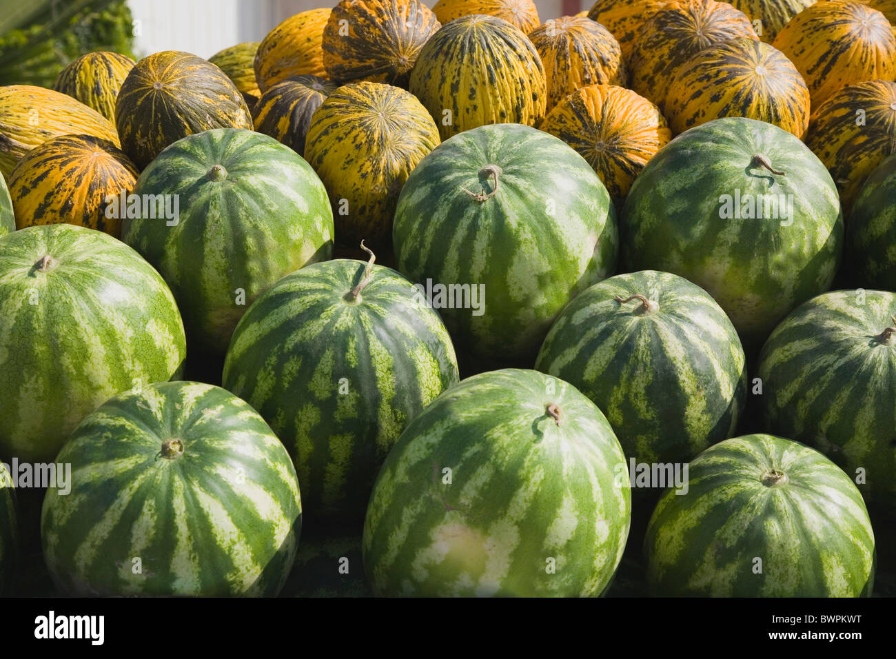TURKEY Aydin Province Kusadasi Fresh green and yellow striped ...