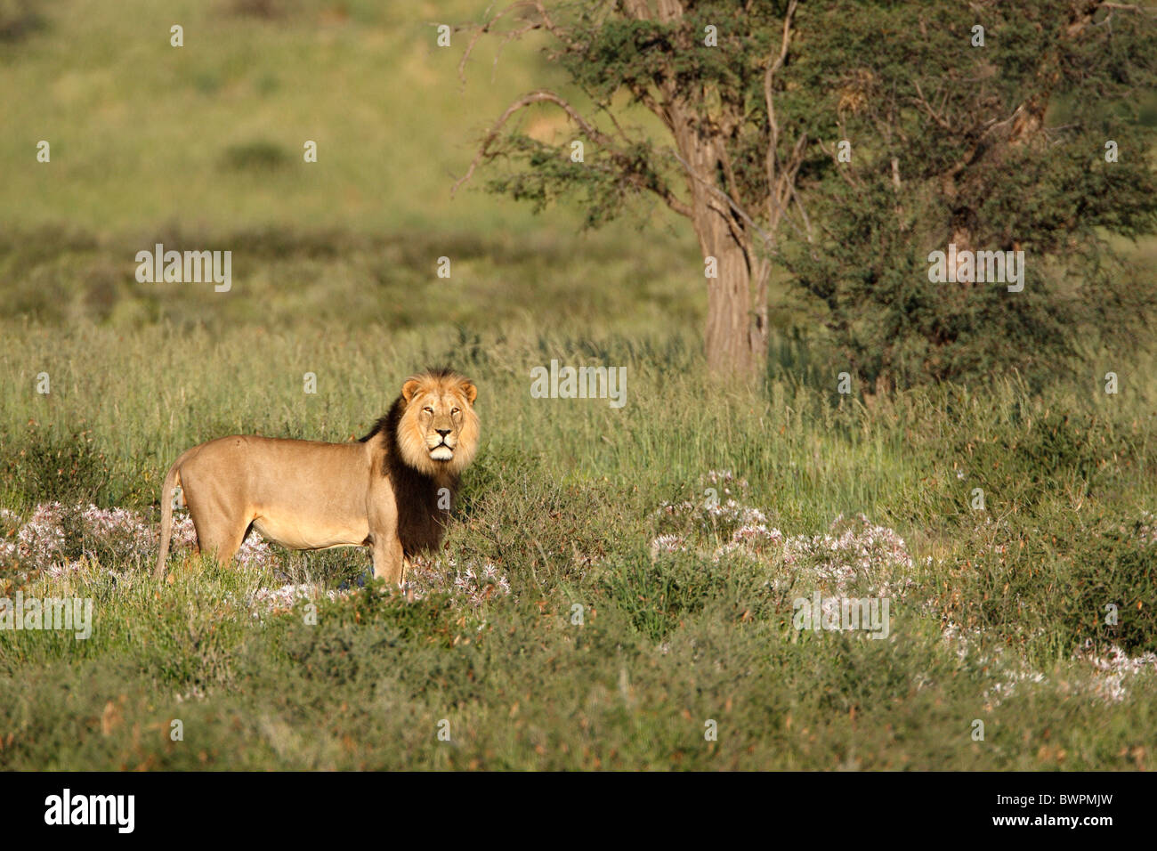 Loewe lion Panthera leo Stock Photo - Alamy