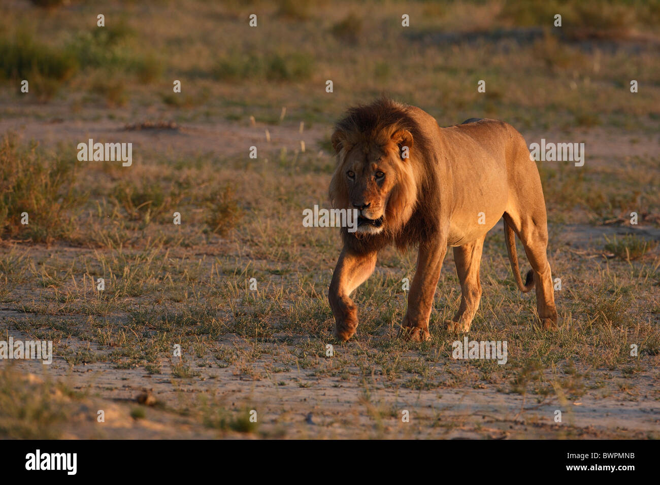 Loewe lion Panthera leo Stock Photo - Alamy