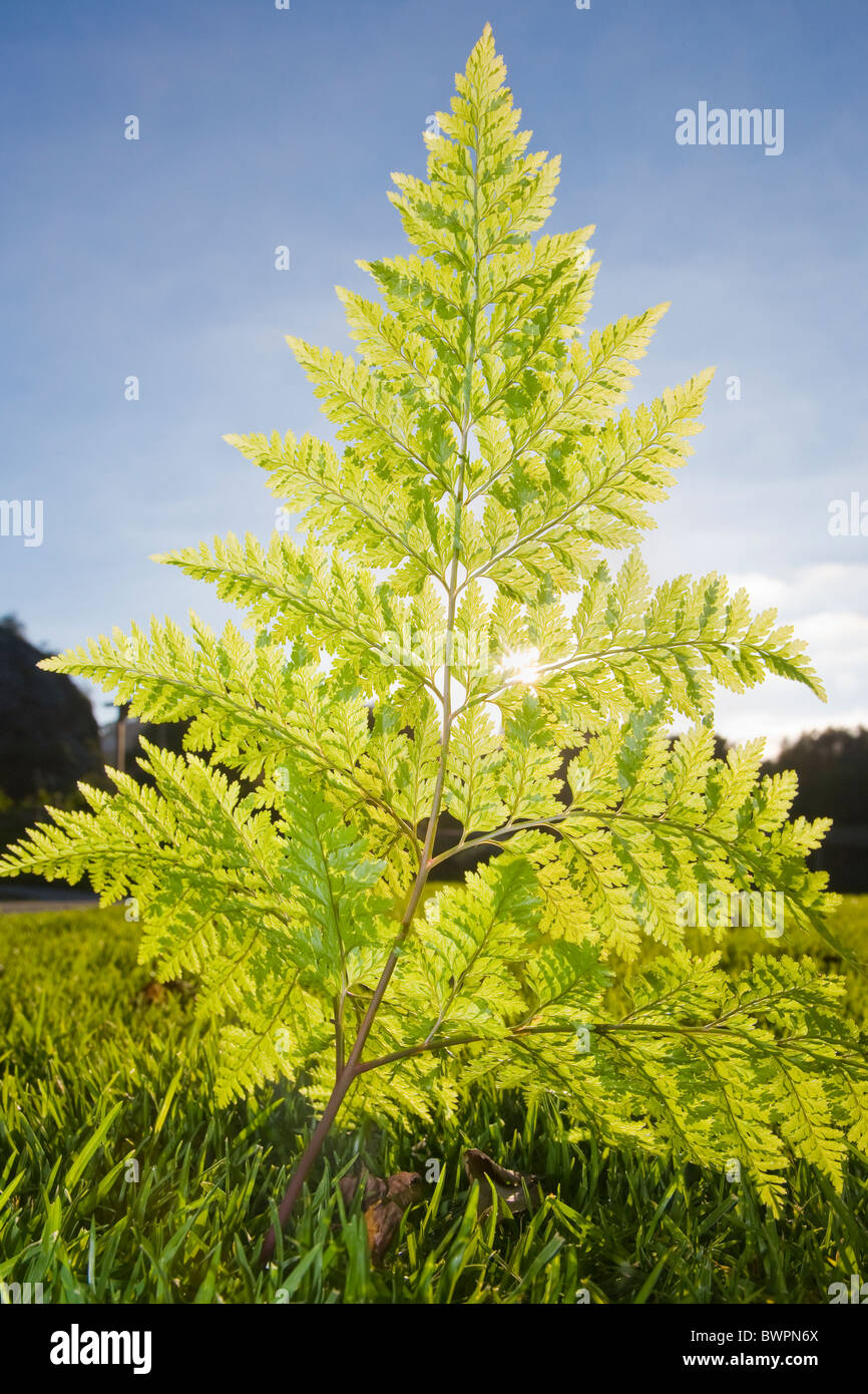 Pine tree-shaped fern growing on a lawn. Nice, subtle, Christmas feel ...