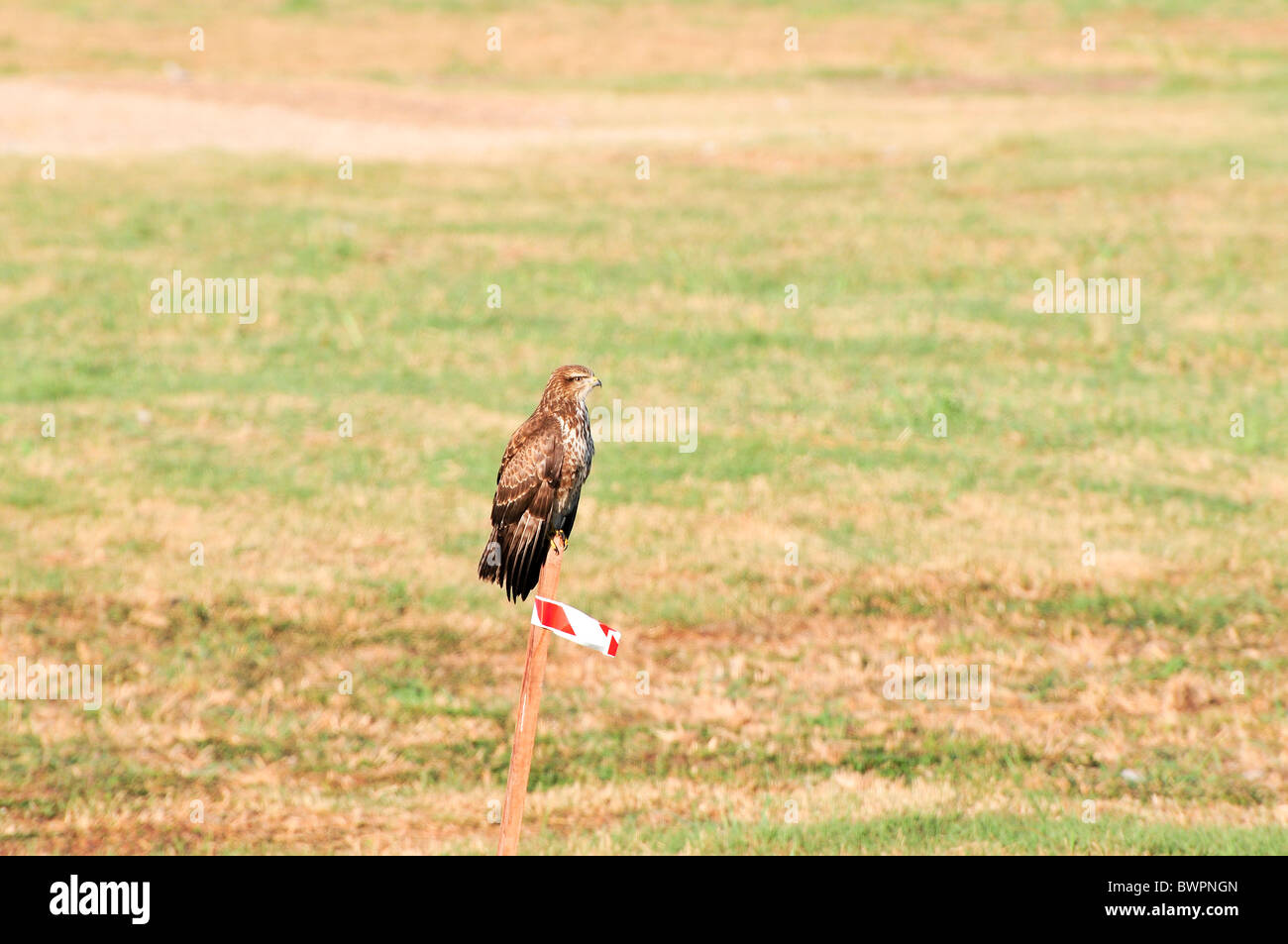 Juvenile Red kite (Milvus milvus Stock Photo - Alamy
