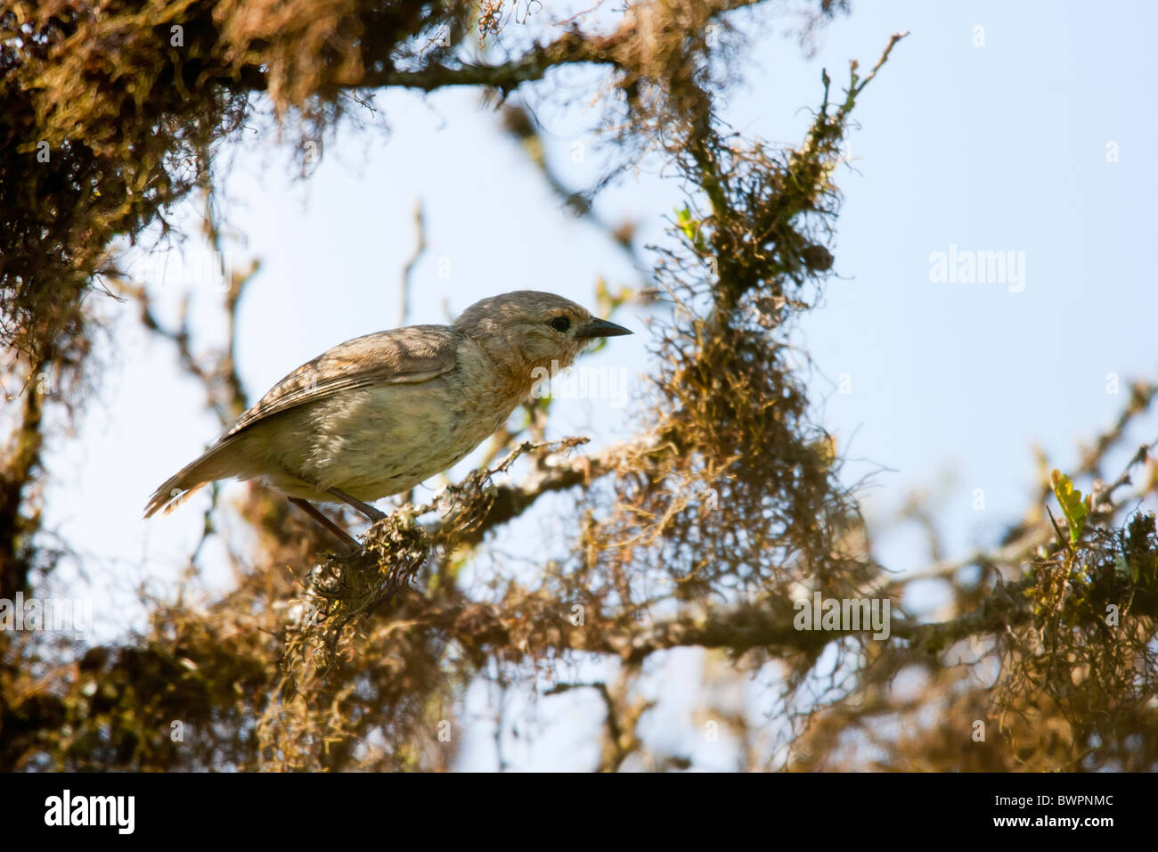 Certhidea olivacea hi-res stock photography and images - Alamy