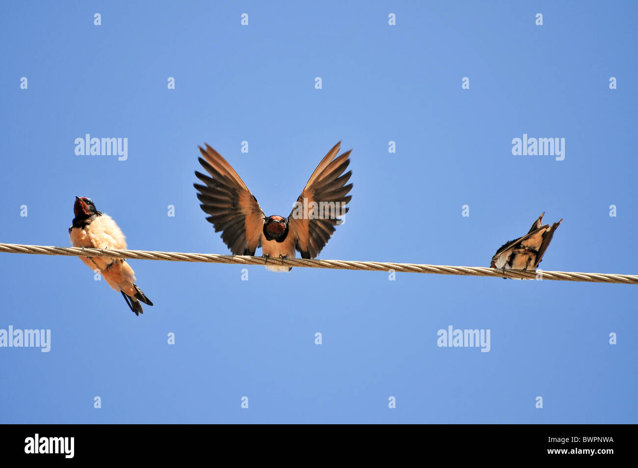 3 birds on a wire hi-res stock photography and images - Alamy