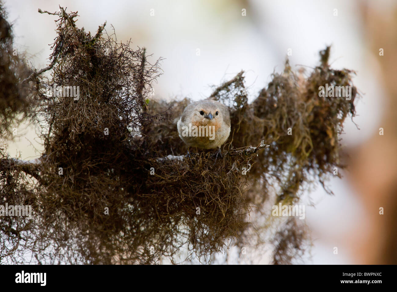 Green Warbler-Finch (Certhidea olivacea), male foraging in a tree on ...