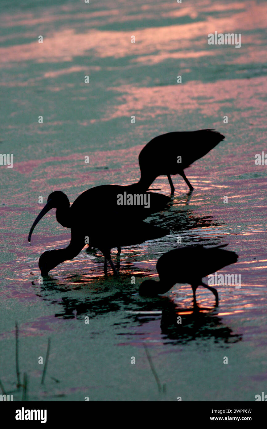 Glossy Ibis Silhouette Stock Photo - Alamy