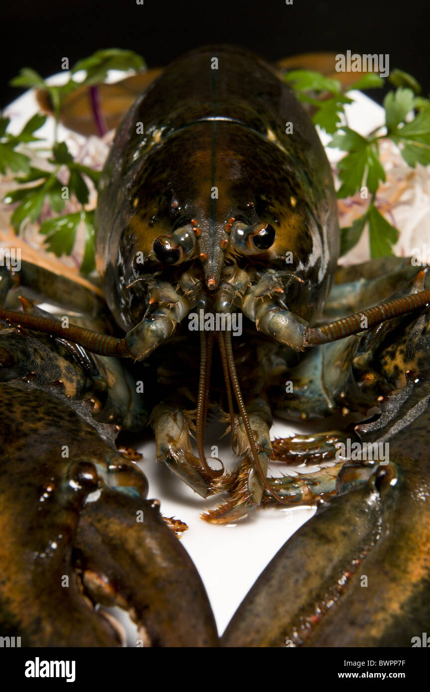 Lobster in Japanese Restaurant Stock Photo - Alamy