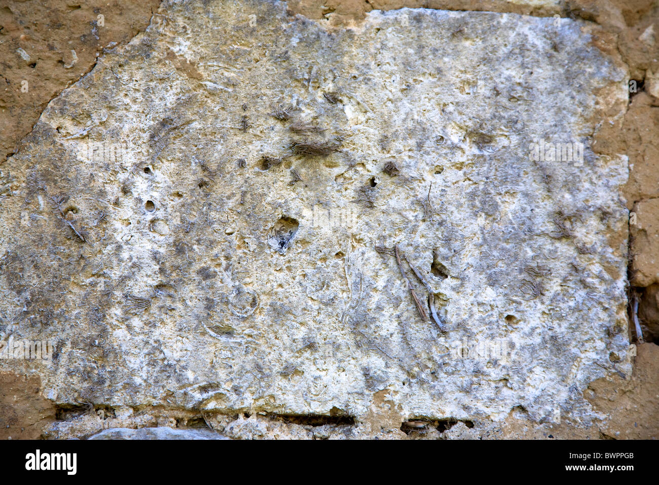 Calcarenite (fossiliferous Limestone)