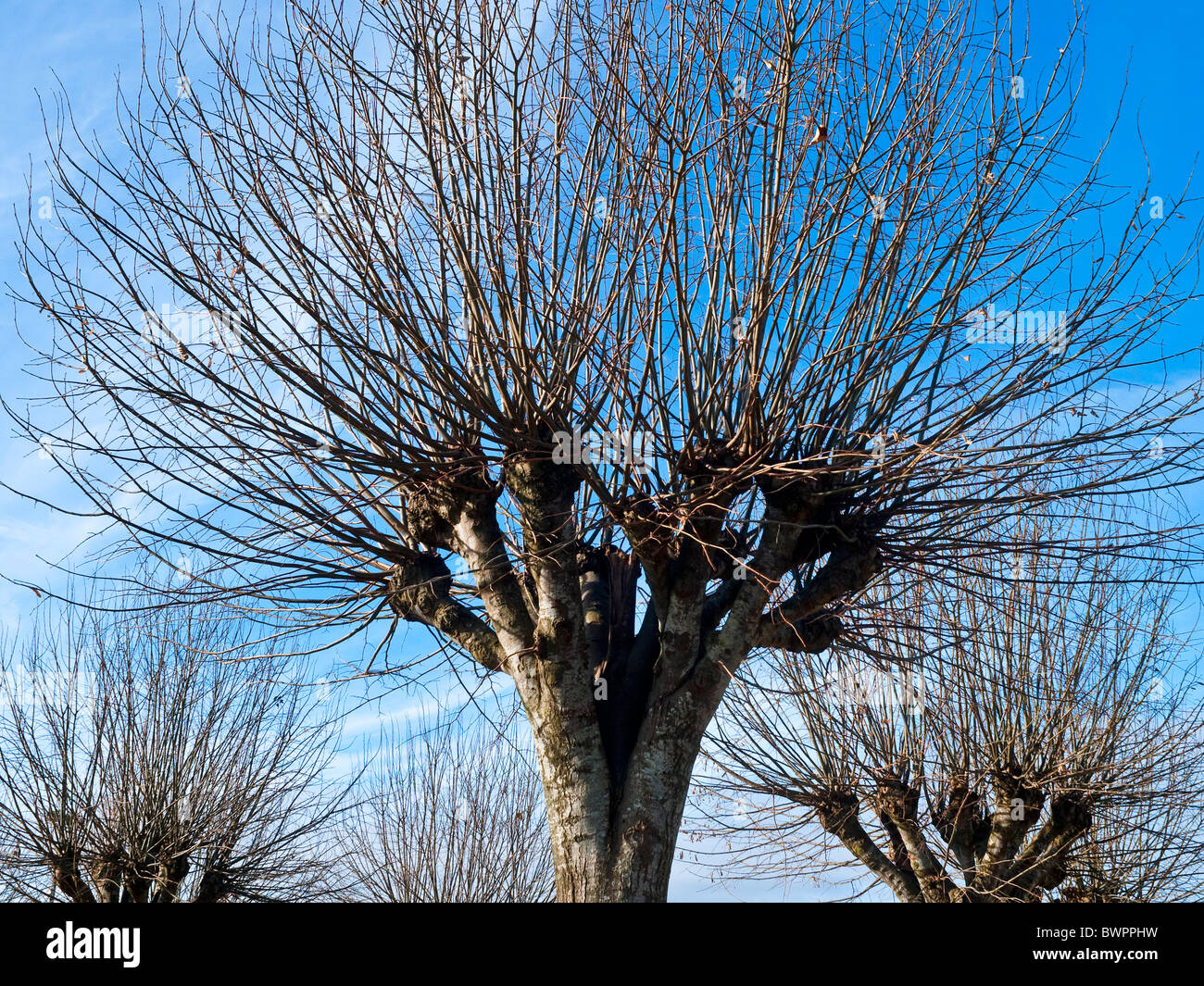 Pollarded lime tree hi-res stock photography and images - Alamy