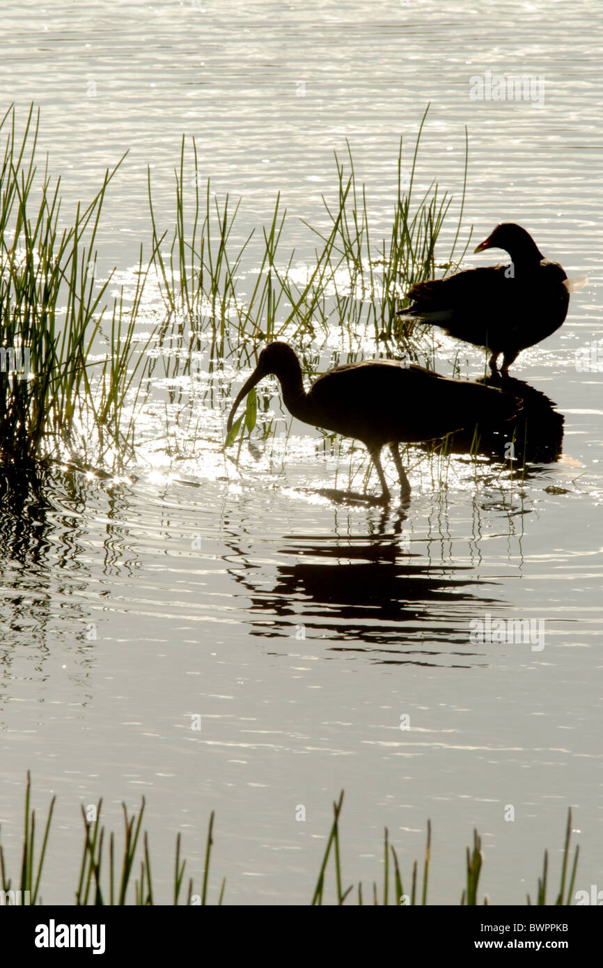 Glossy Ibis Silhouette Stock Photo - Alamy