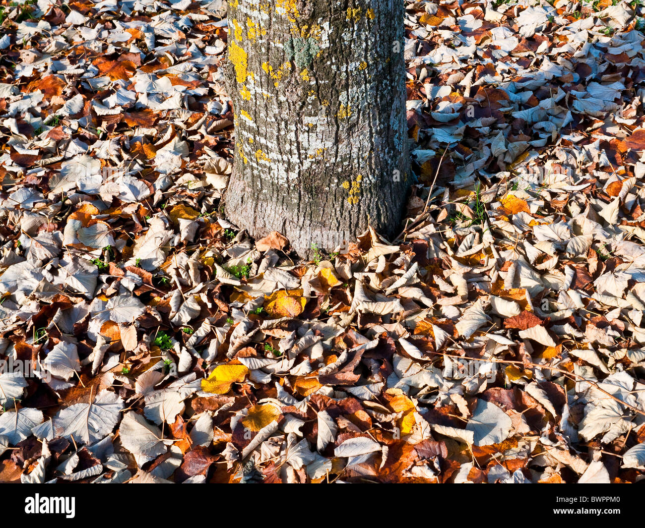 Common lime tree bark hi-res stock photography and images - Alamy