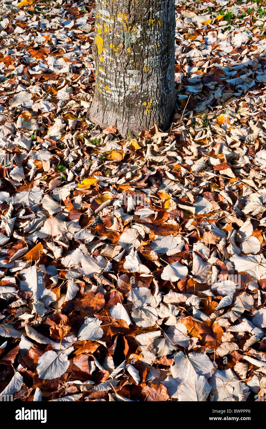 Common lime tree autumn leaf hi-res stock photography and images - Alamy